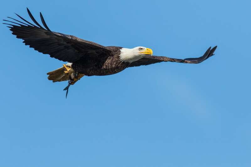Banff: Wildlife on the Bow | Big Canoe Tour - The Reviewers’ Perspective