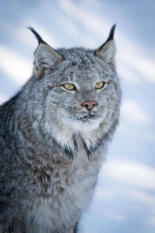 Banff: Winter Wilderness Walk with Wildlife Tracking - 2hrs - Experience Overview