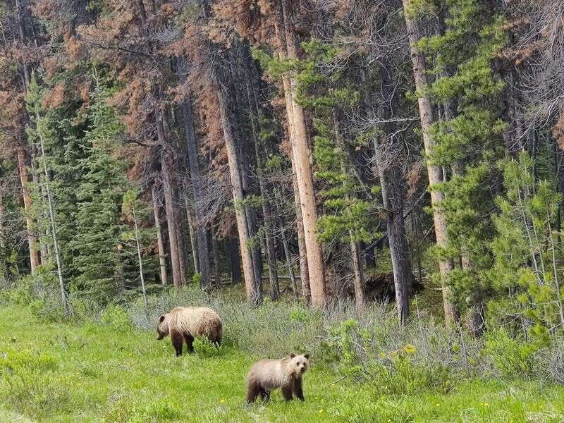 Banff, Yoho, and Jasper 2 Day Private Tour - An In-Depth Look at the 2-Day Private Rockies Tour