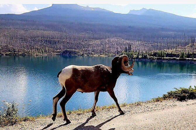 Banff, Yoho, Kootenay and Jasper Private National Parks Tour - Who Should Consider This Tour?
