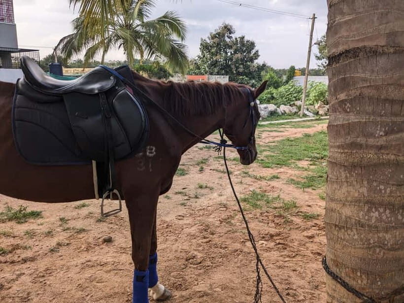 Bangalore: Horse Riding Safari Tour - Who Is This Tour Best Suited For?