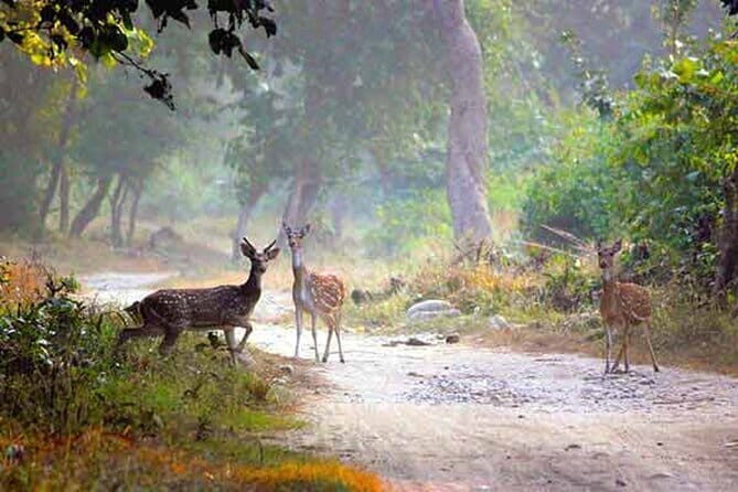 Bangalore to Jim Corbett: 3-Day Double Safari Wildlife Tour - Key Points