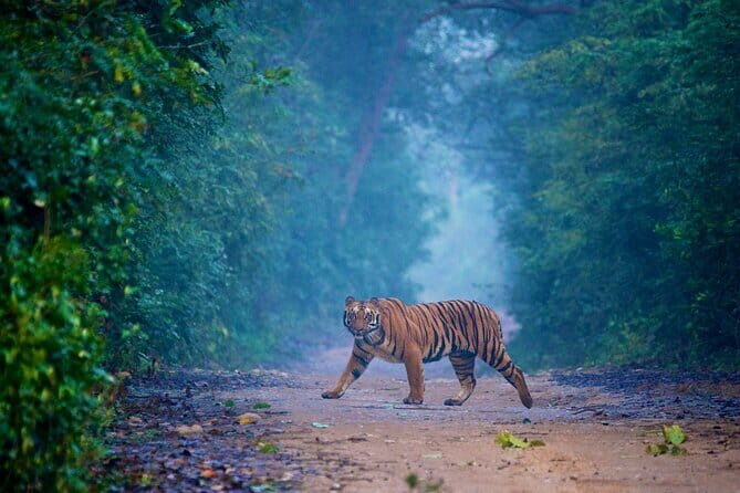 Bangalore to Jim Corbett: 3-Day Double Safari Wildlife Tour - What We Think About the Tour’s Value