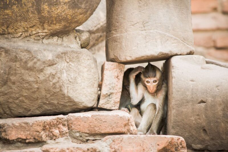 Bangkok: Ayutthaya & Lopburi Monkey Temple Private Day Trip - Transportation and Guide Quality
