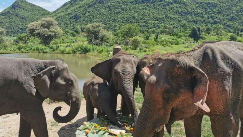 Bangkok: Elephants World & Erawan Waterfall in Kanchanaburi - Key Points