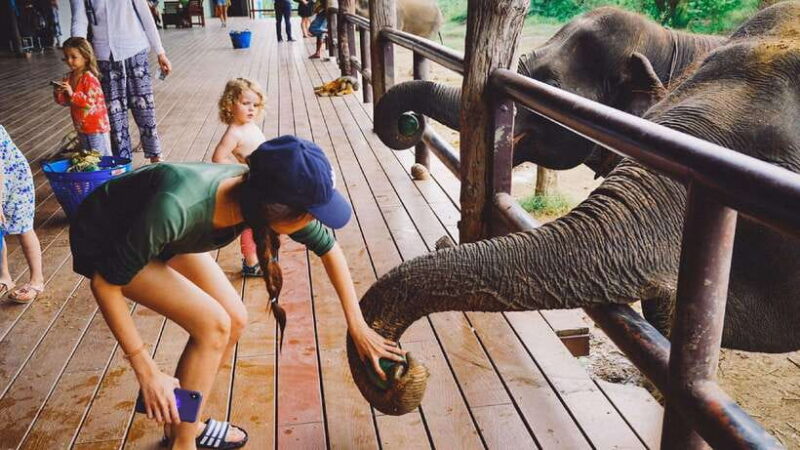 Bangkok: Elephants World & Erawan Waterfall in Kanchanaburi - The Reviews: Real Voices