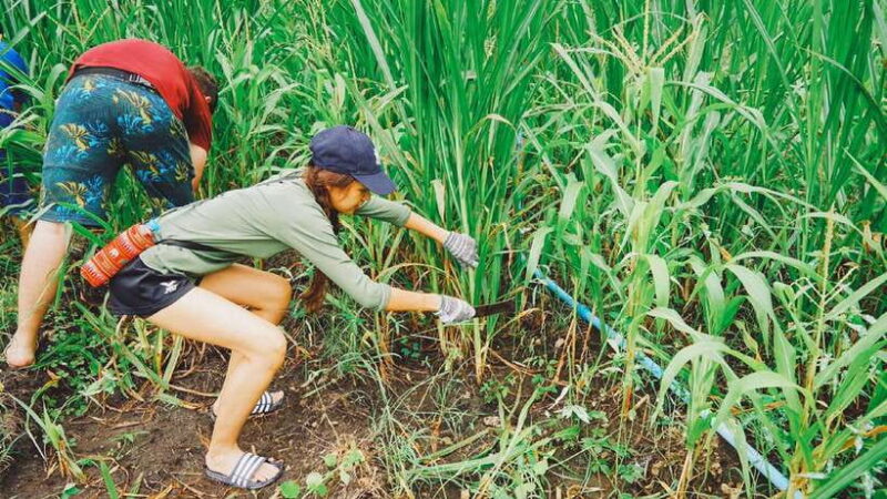 Bangkok: Elephants World & Erawan Waterfall in Kanchanaburi - The Value of This Tour