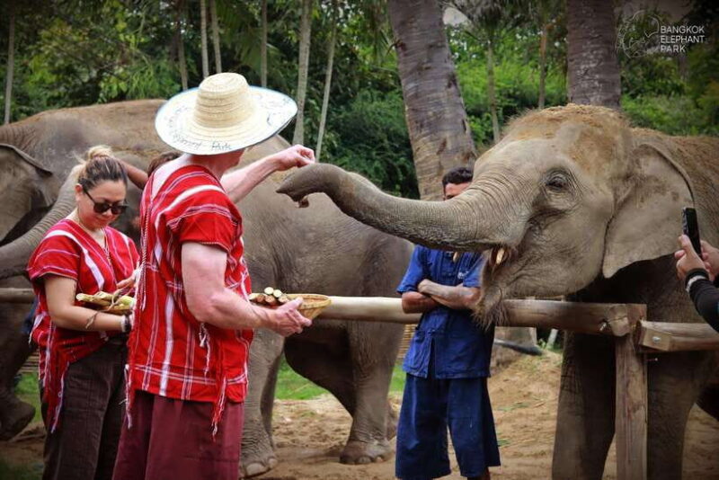 Bangkok: Ethical Elephant Care Half-Day with Transfers - Engaging Review of the Bangkok: Ethical Elephant Care Half-Day with Transfers