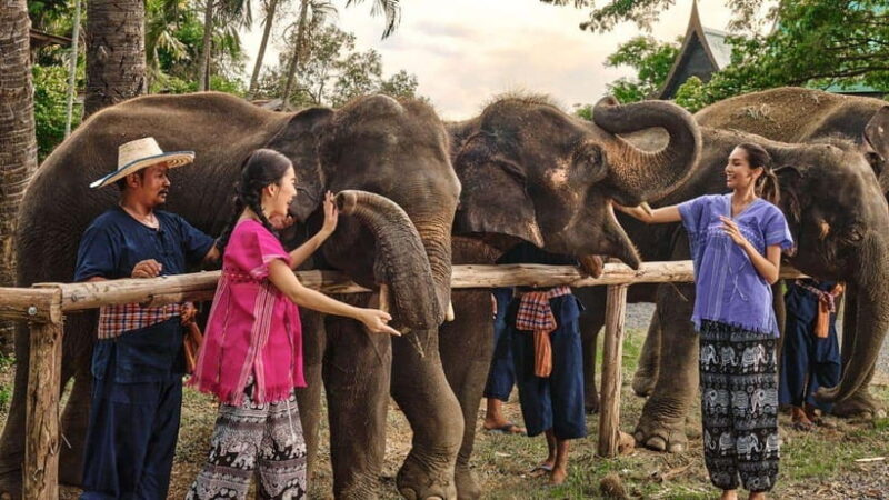 Bangkok: Ethical Elephant Care Half-Day with Transfers - A Closer Look at the Experience