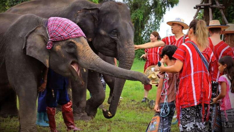 Bangkok: Ethical Elephant Care Half-Day with Transfers - The Value of This Tour