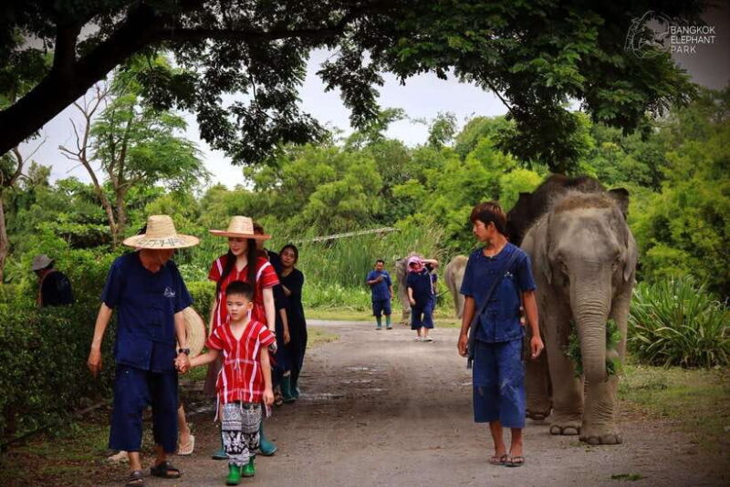 Bangkok: Ethical Elephant Care Half-Day with Transfers - Who Should Consider This Experience?