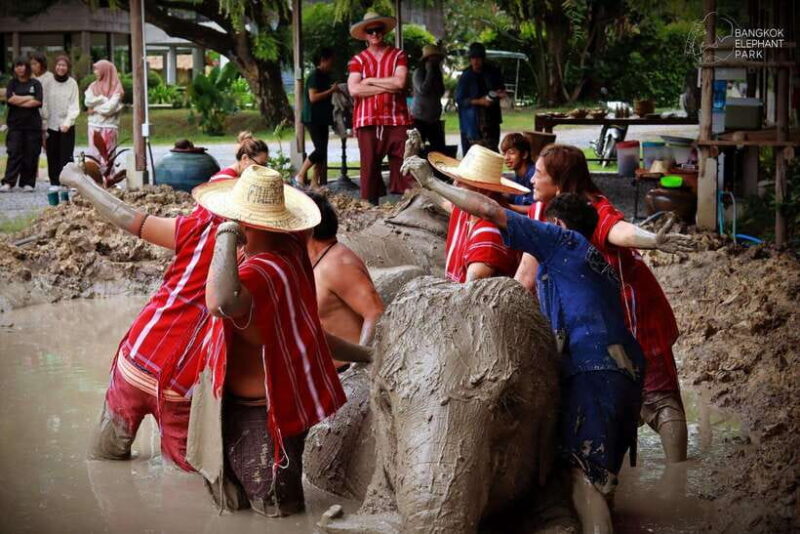 Bangkok: Ethical Elephant Care Half-Day with Transfers - The Sum Up