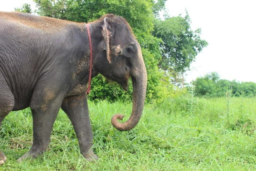 Bangkok Highlights: Ethical Elephant Care and Buffet Lunch - Key Points