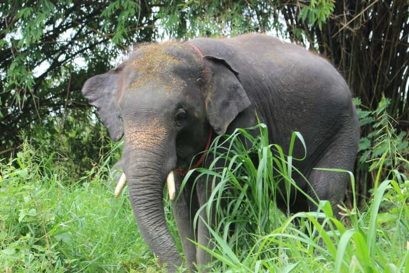 Bangkok Highlights: Ethical Elephant Care and Buffet Lunch - An Honest Look at the Experience