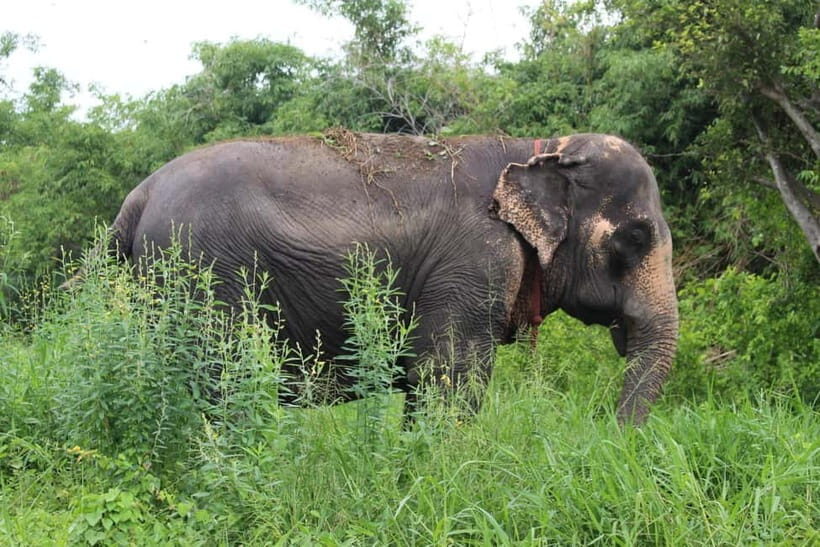Bangkok Highlights: Ethical Elephant Care and Buffet Lunch - Who Will Love This Tour?