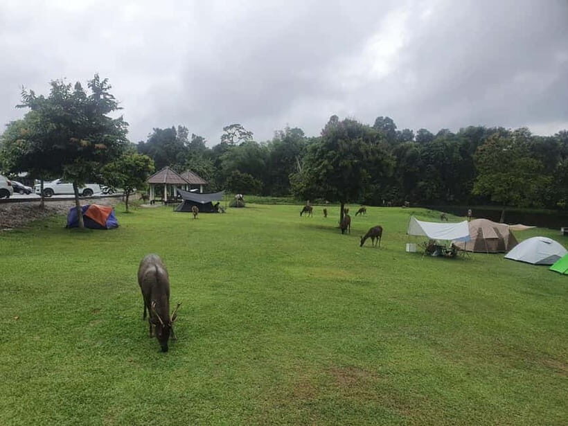 Bangkok: Khao Yai Waterfalls, Deer Spotting & Jungle Walks - The Sum Up