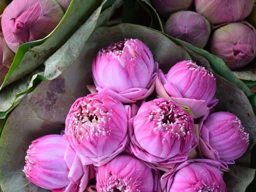 Bangkok: Lotus Fields, Orchid Farm, and Flower Market Tour - Key Points