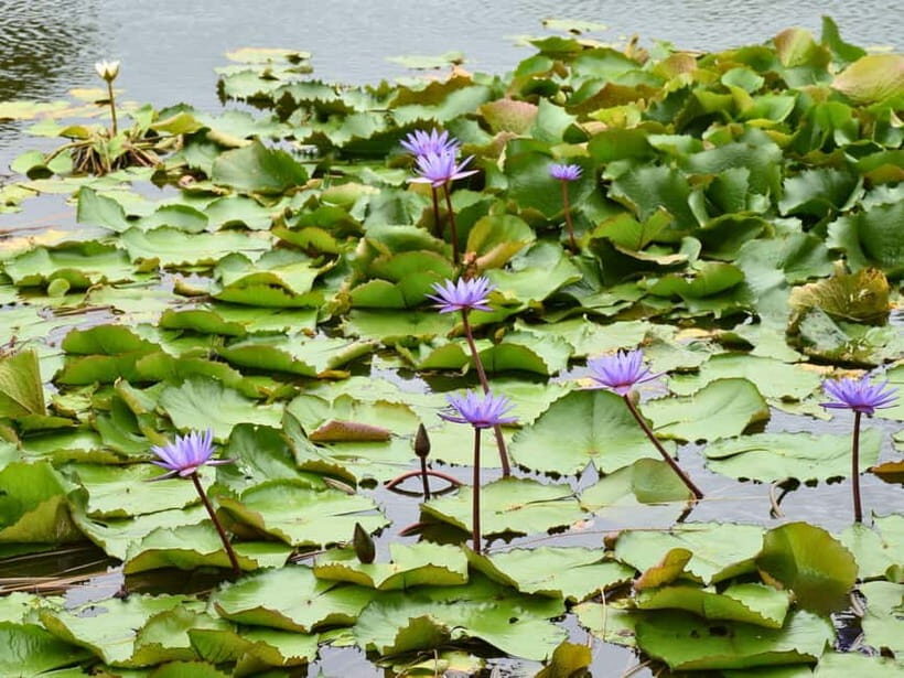 Bangkok: Lotus Fields, Orchid Farm, and Flower Market Tour - Final Thoughts: Is This Tour Right for You?
