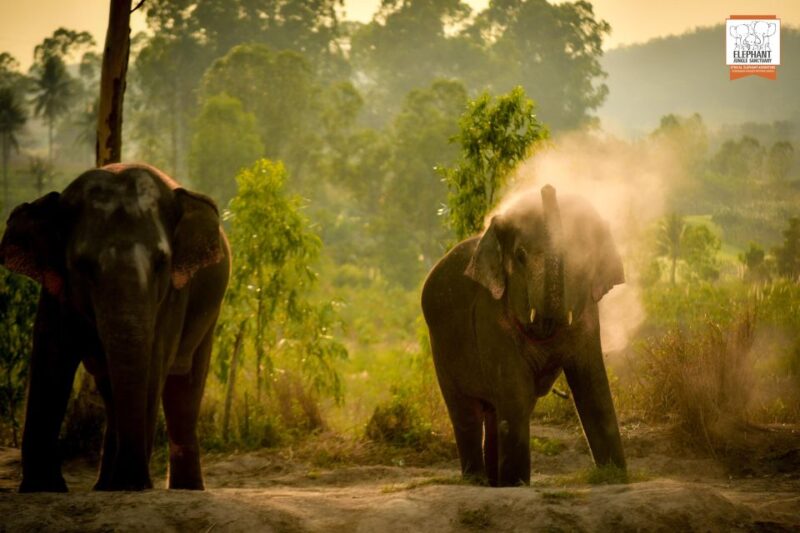 Bangkok: Pattaya Elephant Jungle Sanctuary Half-Day Tour - The Value of Supporting Ethical Tourism