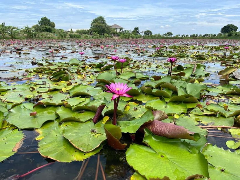 Bangkok: Red Lotus Pond & Thonburi Market - Key Points
