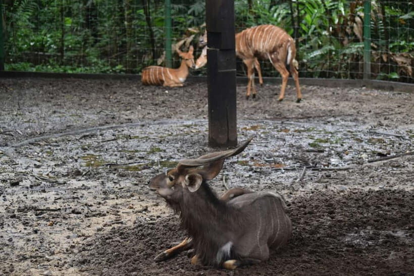 Bangkok Safari & Marine Park - How the Experience Unfolds