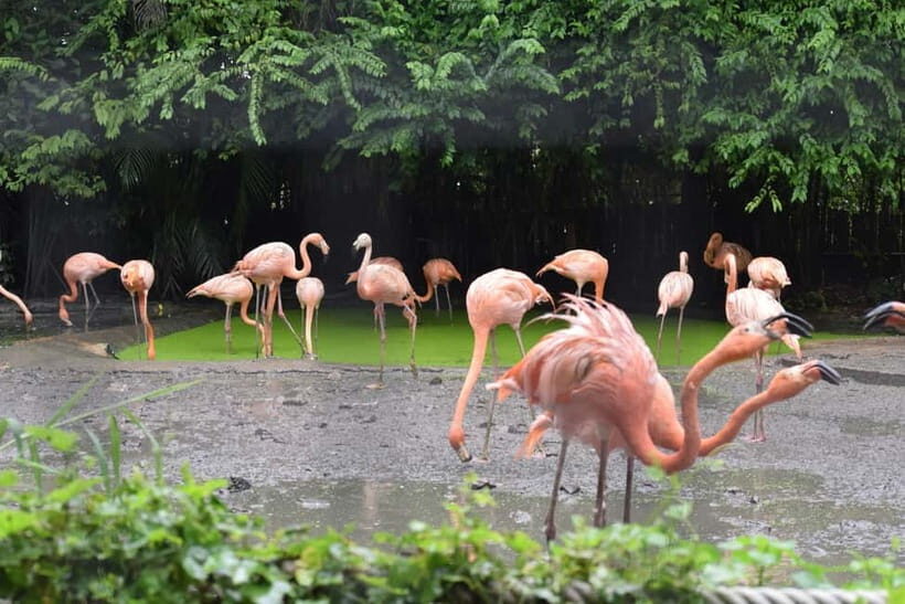 Bangkok Safari & Marine Park - How Does It Compare?