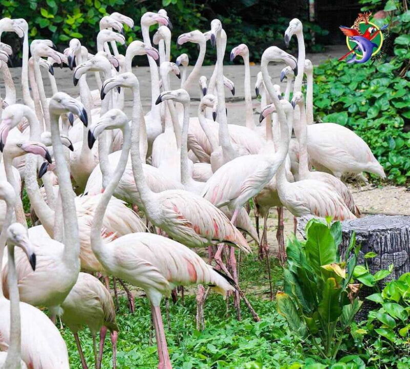 Bangkok & Safari World, Hotel and Private Transfer - Key Points: