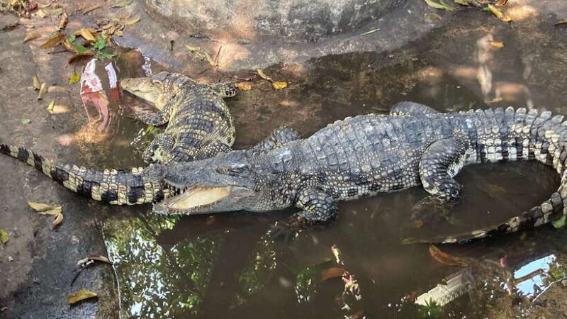 Bangkok: Street Art e-Scooter Tour of Chinatown - The Sum Up