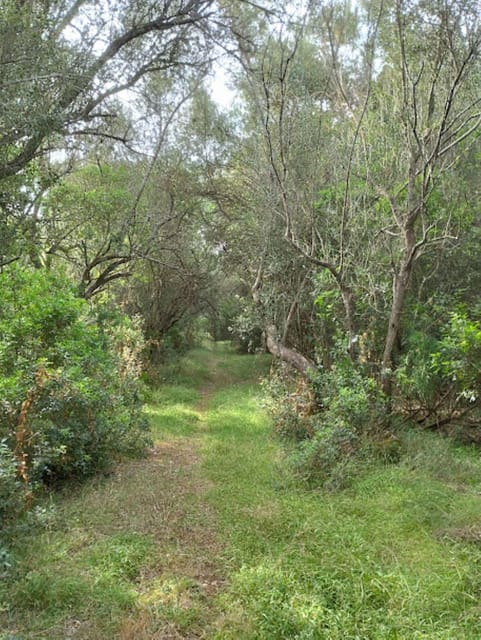 baño de bosque / bany de forêt - Key Points