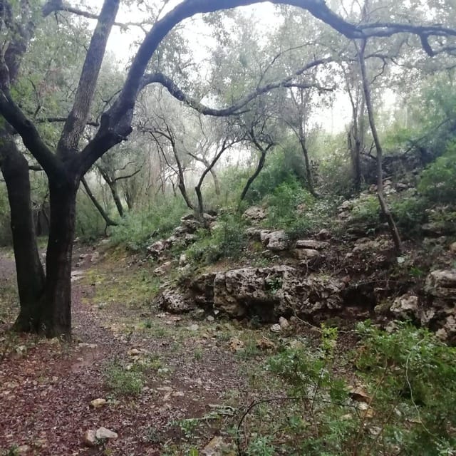 baño de bosque / bany de forêt - Final Thoughts on Mallorca’s Forest Bathing Tour