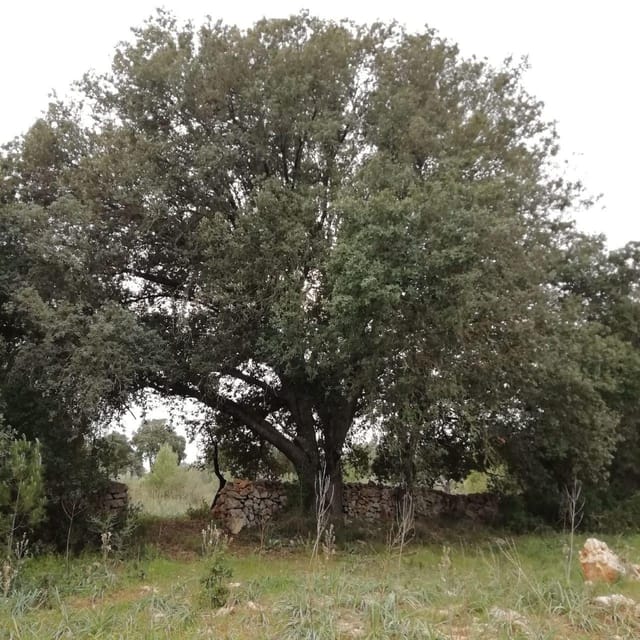 baño de bosque / bany de forêt - FAQ