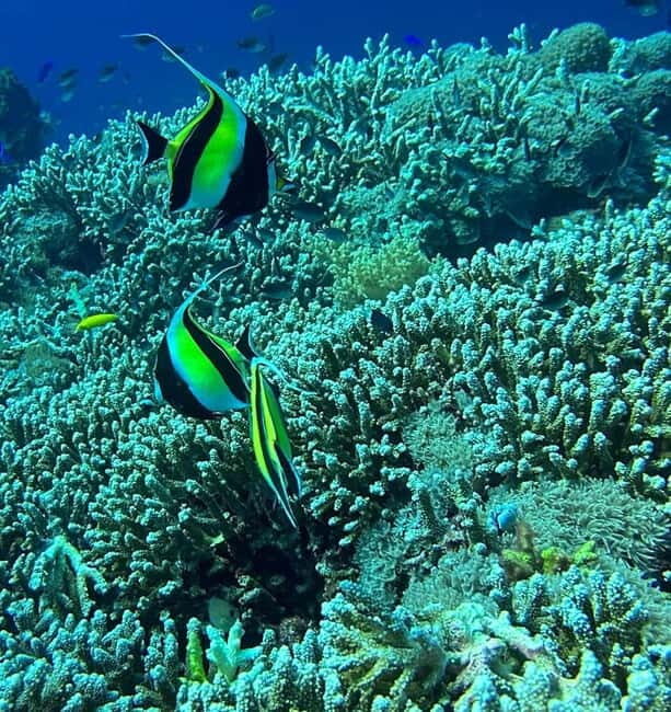 Bantayan Island: Fundive Freediving Excursion - The Practicalities: Logistics, Gear, and Cost