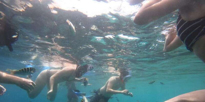 Banyuwangi: 1 Day Tour Snorkeling & Explore Menjangan Island - Key Points