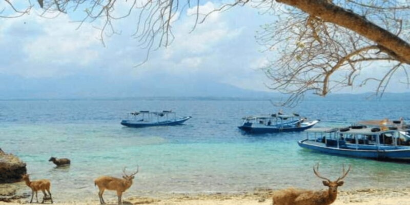 Banyuwangi: 1 Day Tour Snorkeling & Explore Menjangan Island - Who This Tour Is Best For