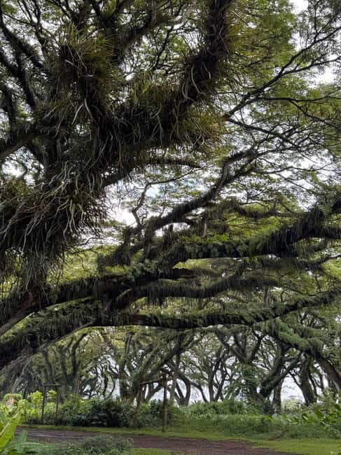 Banyuwangi: Djawatan Forest & Baluran National Park Tour - Key Points