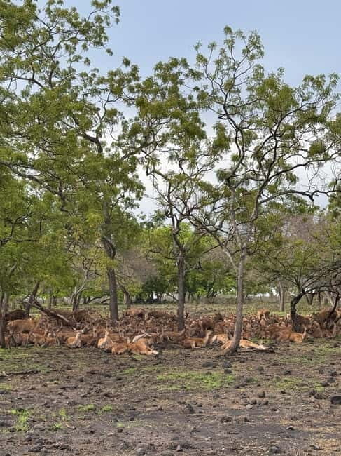 Banyuwangi: Djawatan Forest & Baluran National Park Tour - Who Should Consider This Tour?