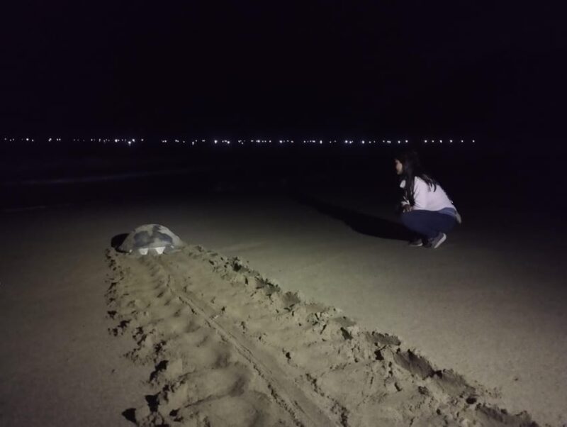 Banyuwangi: Sukamade Beach Turtle Conservation 2-Day Tour - FAQ