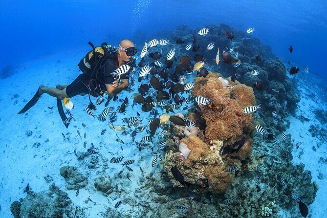 Baptism diving in the turquoise waters of Tahiti - The Itinerary: What Will You Experience?