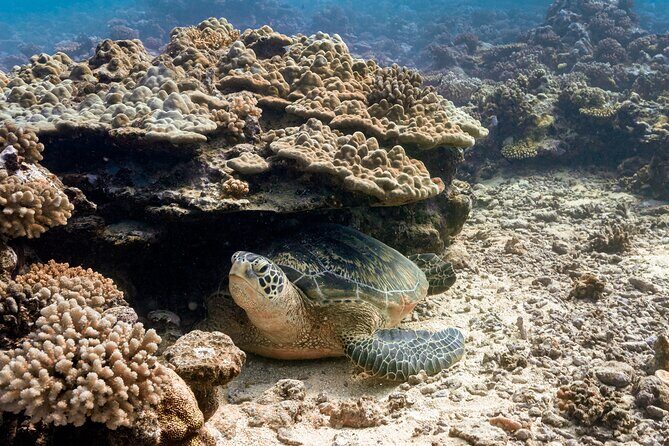 Baptism: introductory dive at Moorea Fun Dive - Final Thoughts