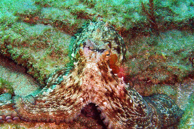 Baptism of Diving in the Natural Park of the Strait - Health and Safety Considerations