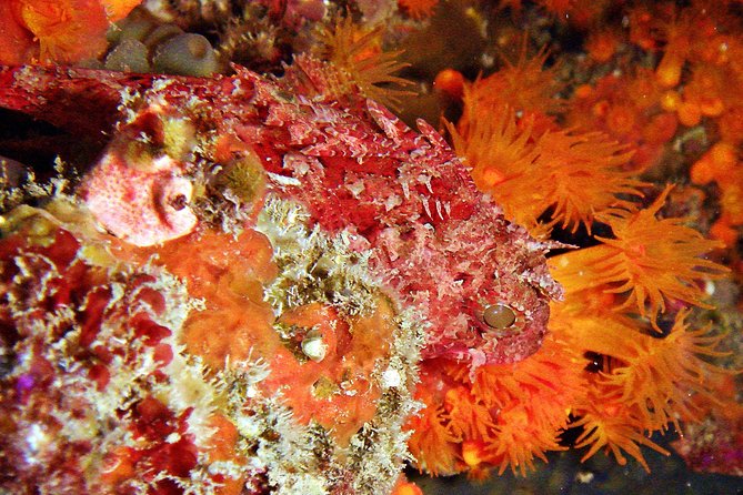 Baptism of Diving in the Natural Park of the Strait - Traveler Reviews and Ratings