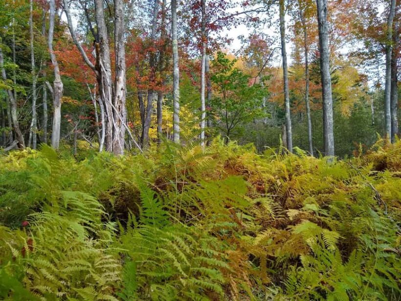 Bar Harbor: Acadia National Park Autumn Leaf Private Tour - Key Points