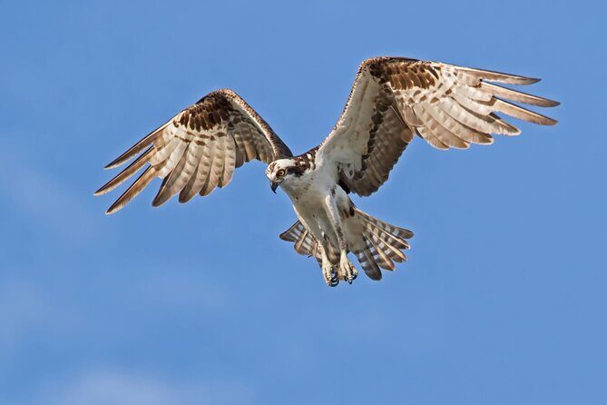 Barbados Bird Watching Experience (Transport Included) - Key Points