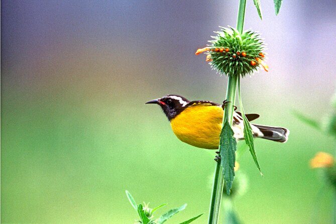 Barbados Bird Watching Experience (Transport Included) - Frequently Asked Questions