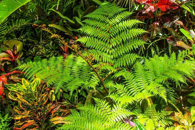 Barbados Botanical Tour - What to Expect and Why It Matters