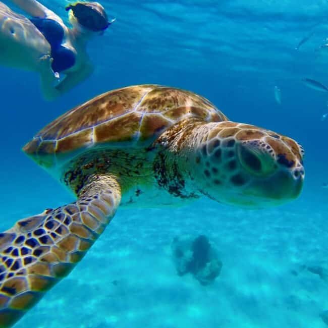 Barbados: Catamaran Tour with Snorkeling and Lunch - Who Will Love This Tour?