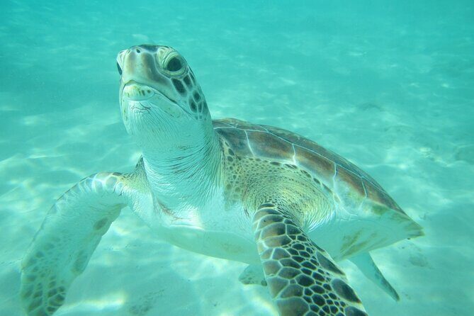 Barbados Catamaran Turtle and Shipwreck Snorkeling Cruise - An In-Depth Look at the Experience