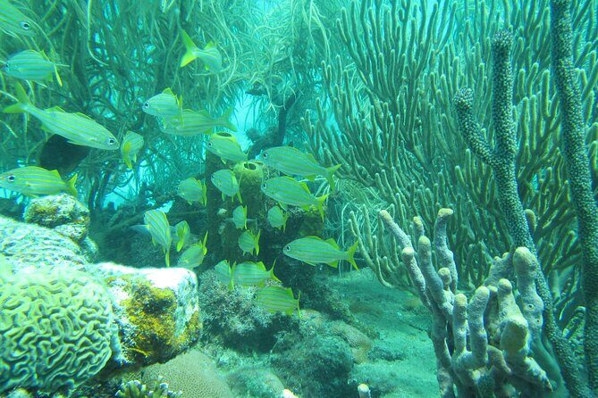 Barbados Catamaran Turtle and Shipwreck Snorkeling Cruise - Who Will Love This Tour?