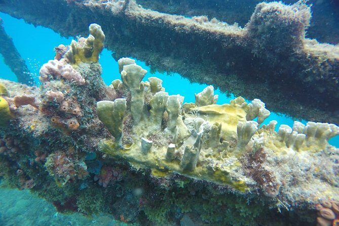 Barbados Harrison's Cave Tram Tour and Boat Cruise Snorkel Adventure - Final Thoughts: Who Will Love This Tour?