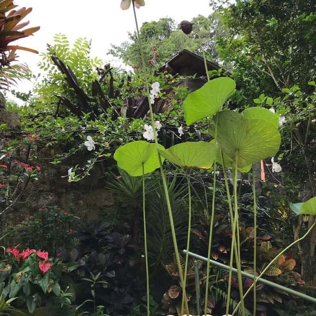 Barbados: Hunte's Garden, Artisan Studios, and Beach Tour - Final Thoughts: Is It Worth It?